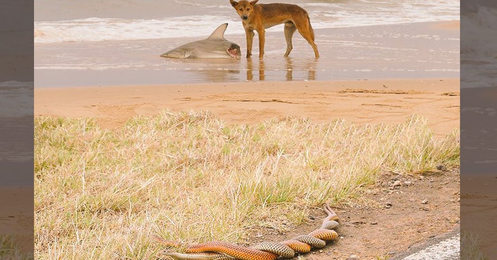 dingo shark