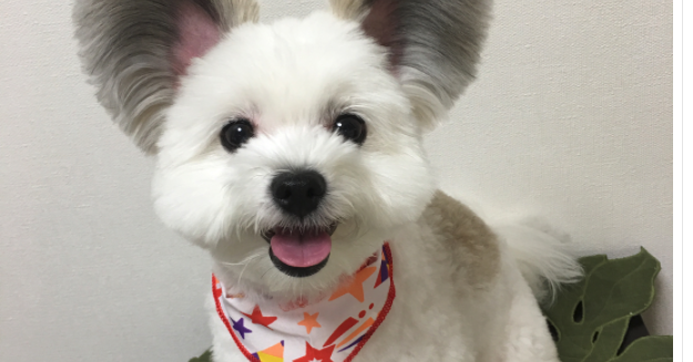 I Am Obsessed With This Adorable Dog With Mouse Ears