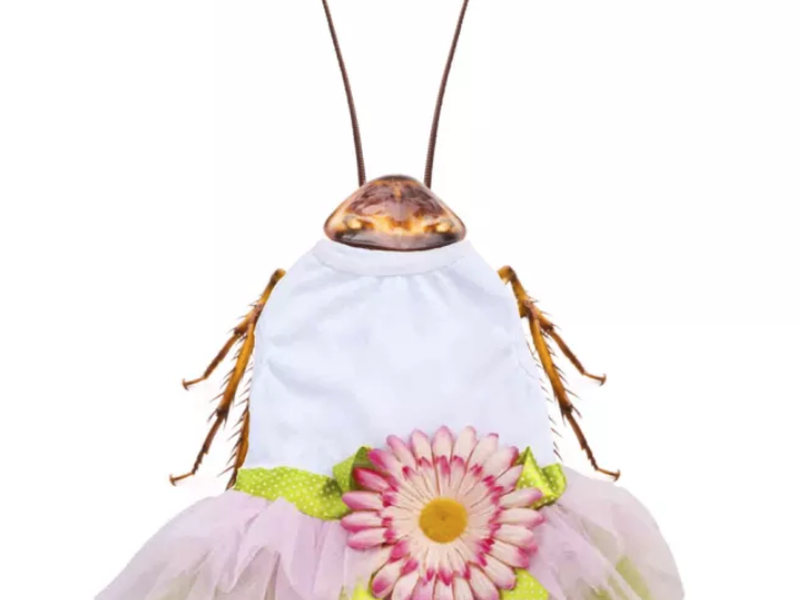 20 Facts About Cockroaches That Make Those Little Fuckers At Least ...