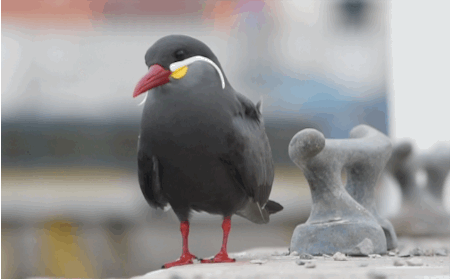 22 Weird Birds That I Want To Be When I Grow Up