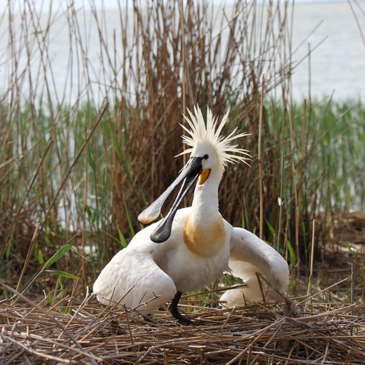 22 Weird Birds That I Want To Be When I Grow Up