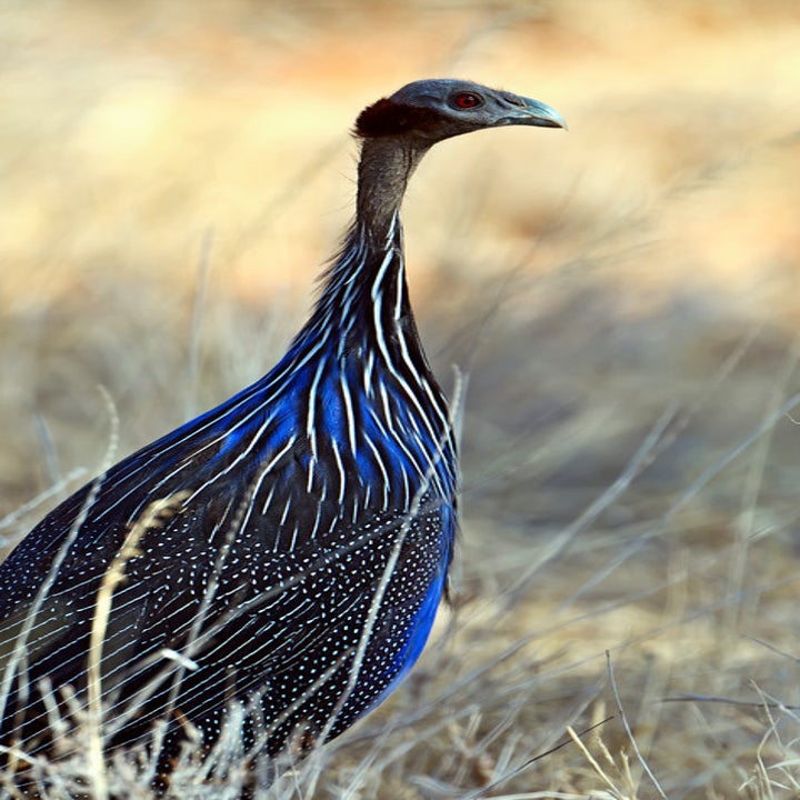 22 Weird Birds That I Want To Be When I Grow Up