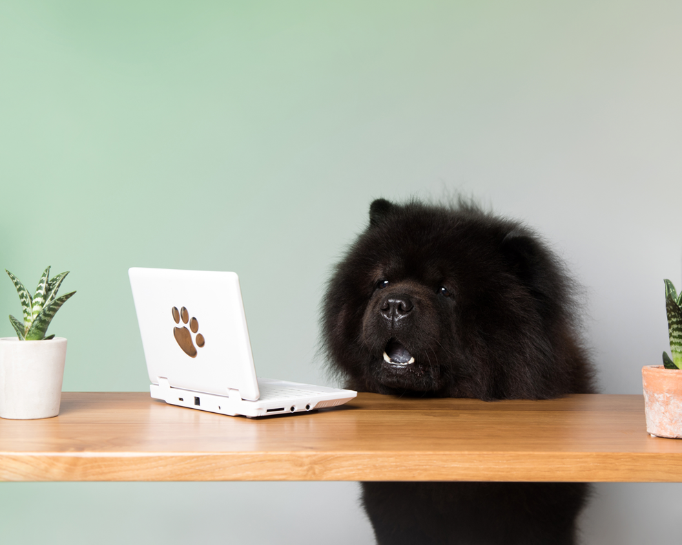 11 Very Good Office Doggos Who Will Brighten Your Whole Day