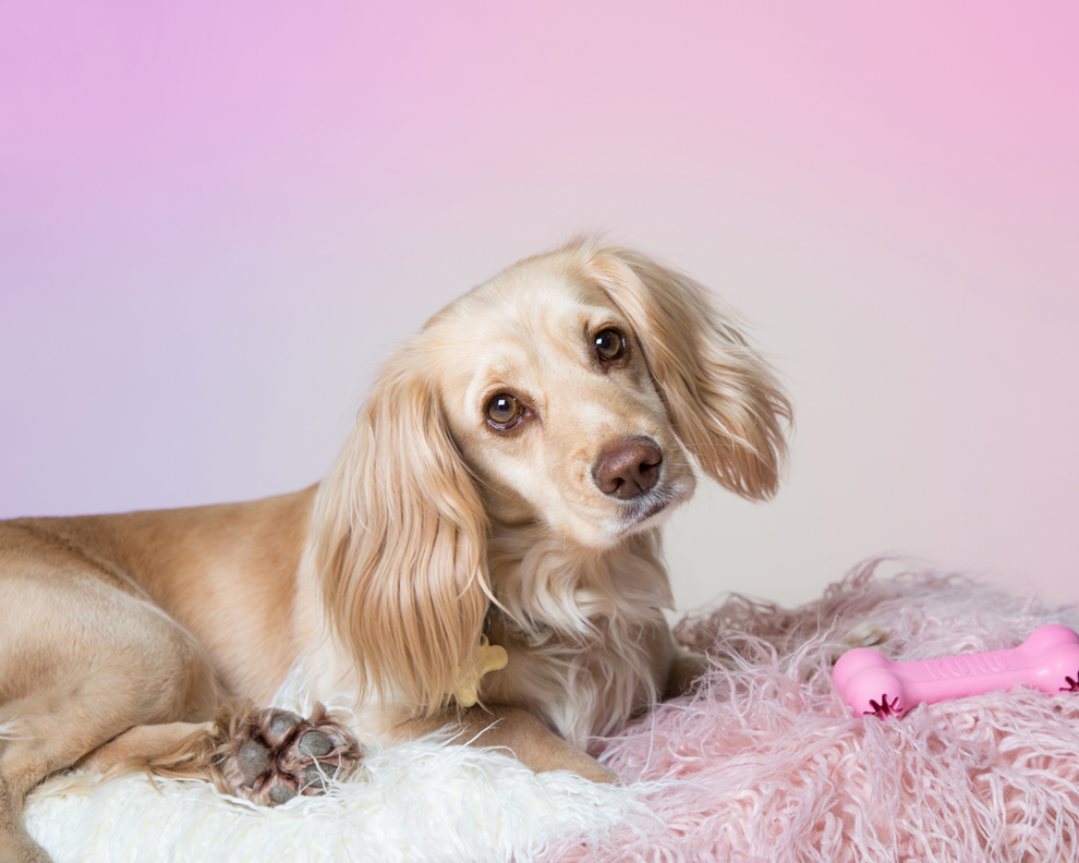 11 Very Good Office Doggos Who Will Brighten Your Whole Day