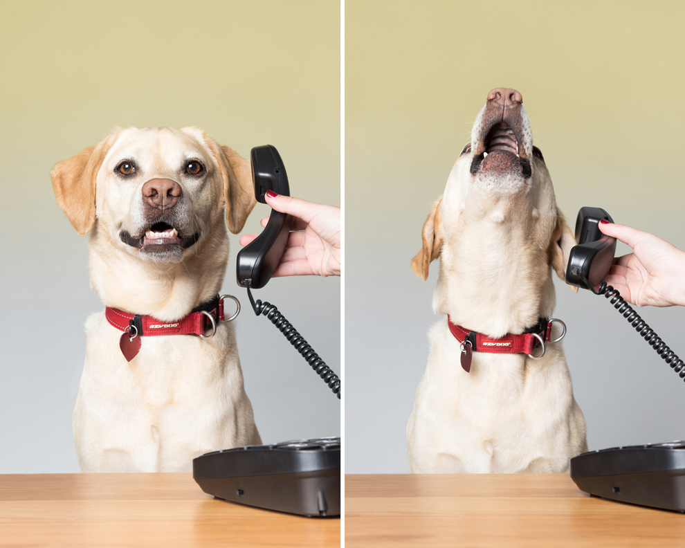 11 Very Good Office Doggos Who Will Brighten Your Whole Day
