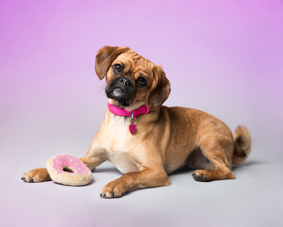 11 Very Good Office Doggos Who Will Brighten Your Whole Day