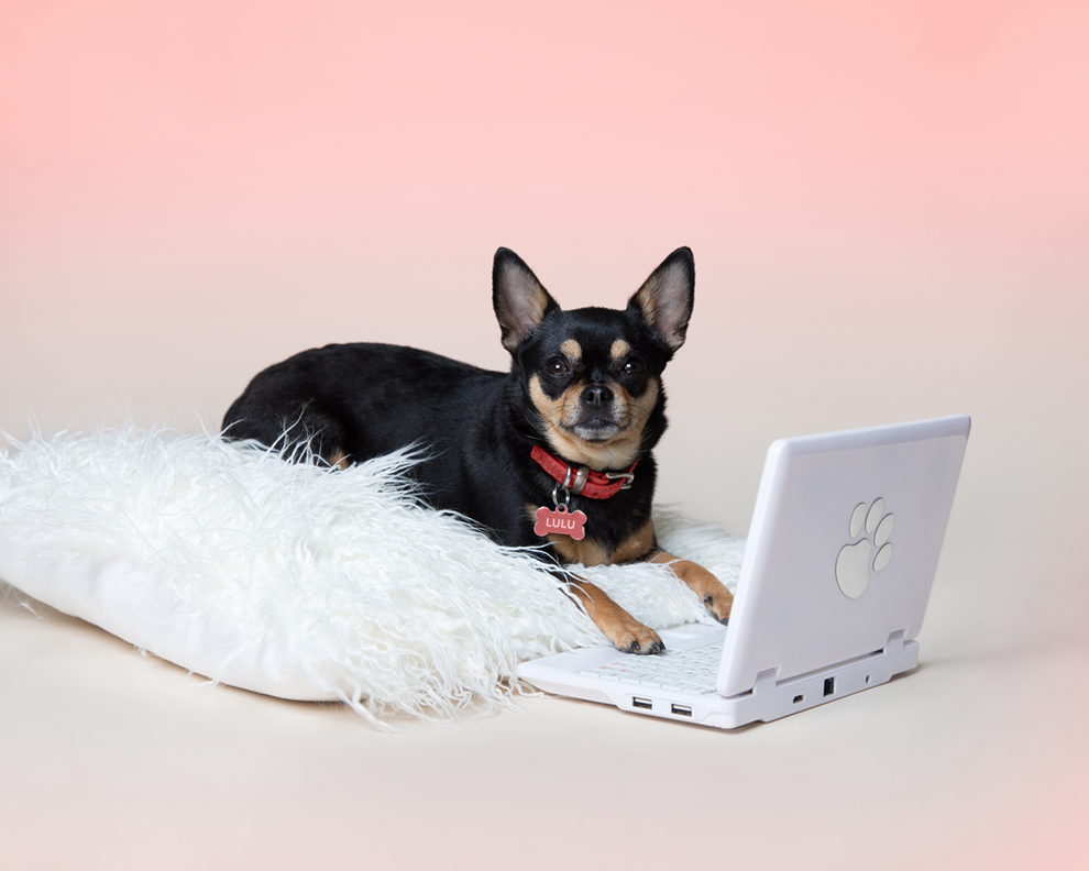11 Very Good Office Doggos Who Will Brighten Your Whole Day