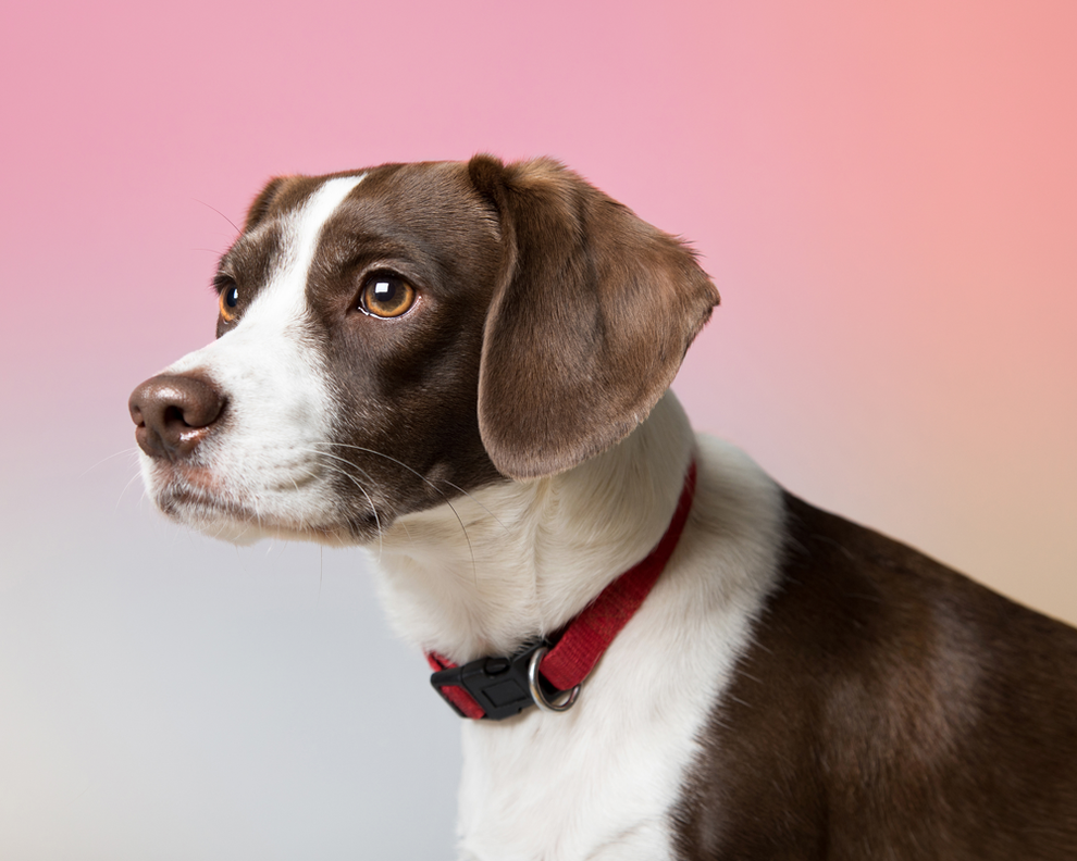 11 Very Good Office Doggos Who Will Brighten Your Whole Day