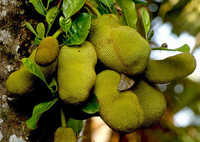 Pick Some Unique Fruit And We'll Give You An Asian City To Travel To ...