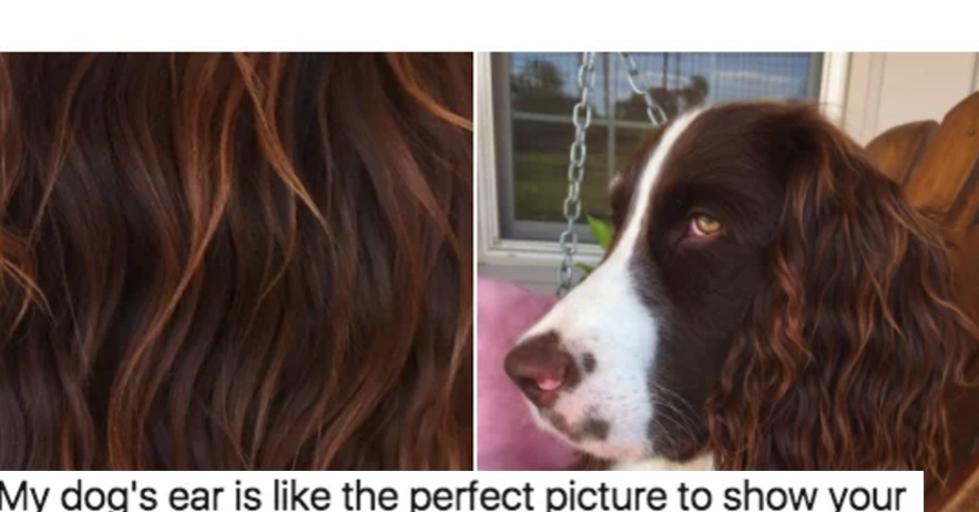 22 Dogs That Have Their Shit Way More Together Than You Do