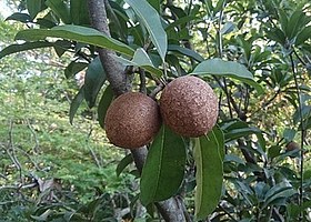 Pick Some Unique Fruit And We'll Give You An Asian City To Travel To ...