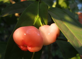 Pick Some Unique Fruit And We'll Give You An Asian City To Travel To ...