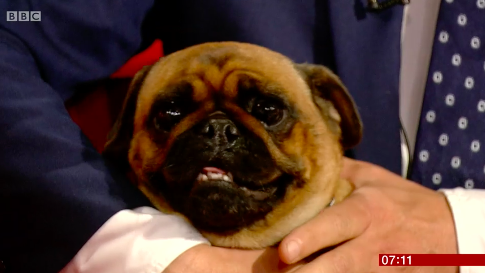 31 Of The Best Damn Dogs On BBC News