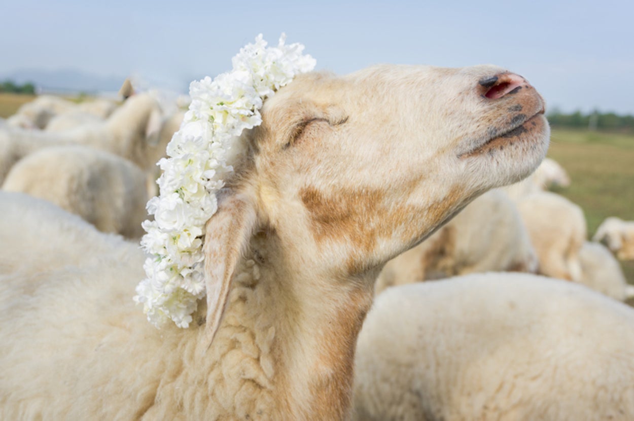 Count Some Sheep And We’ll Reveal Your Deepest Dream