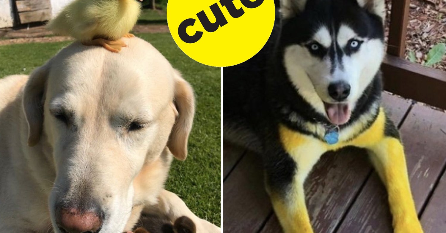 Here Are This Week's Best Dog Posts Because You Deserve It, Fren