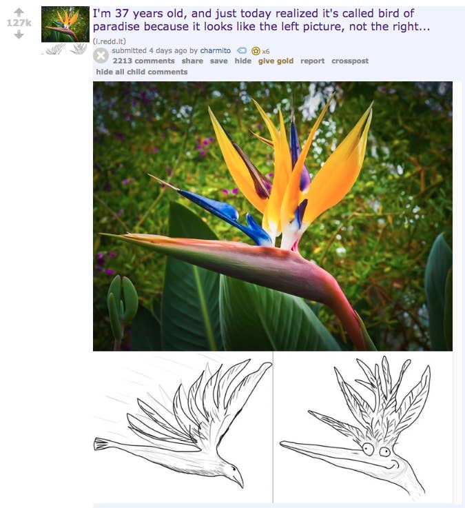 how to draw birds of paradise flower