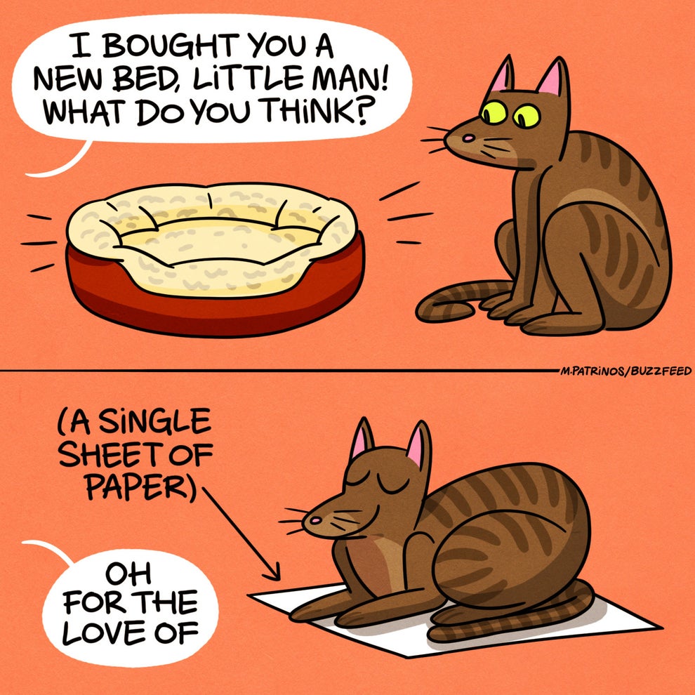 66 Funny Cat Memes That Will Never Get Old