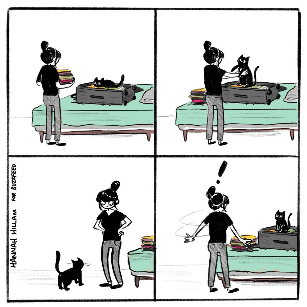 66 Funny Cat Memes That Will Never Get Old