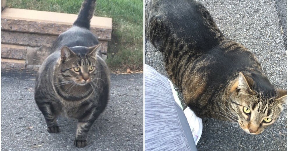 The Internet Is Loving This Buff Cat