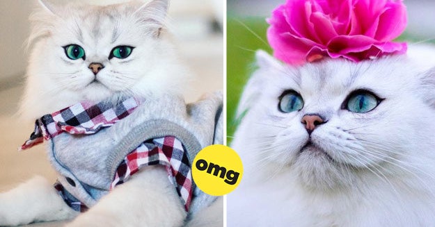 13 Pictures Of Reggie The Cat That Prove He Is Indeed The Most Majestic ...