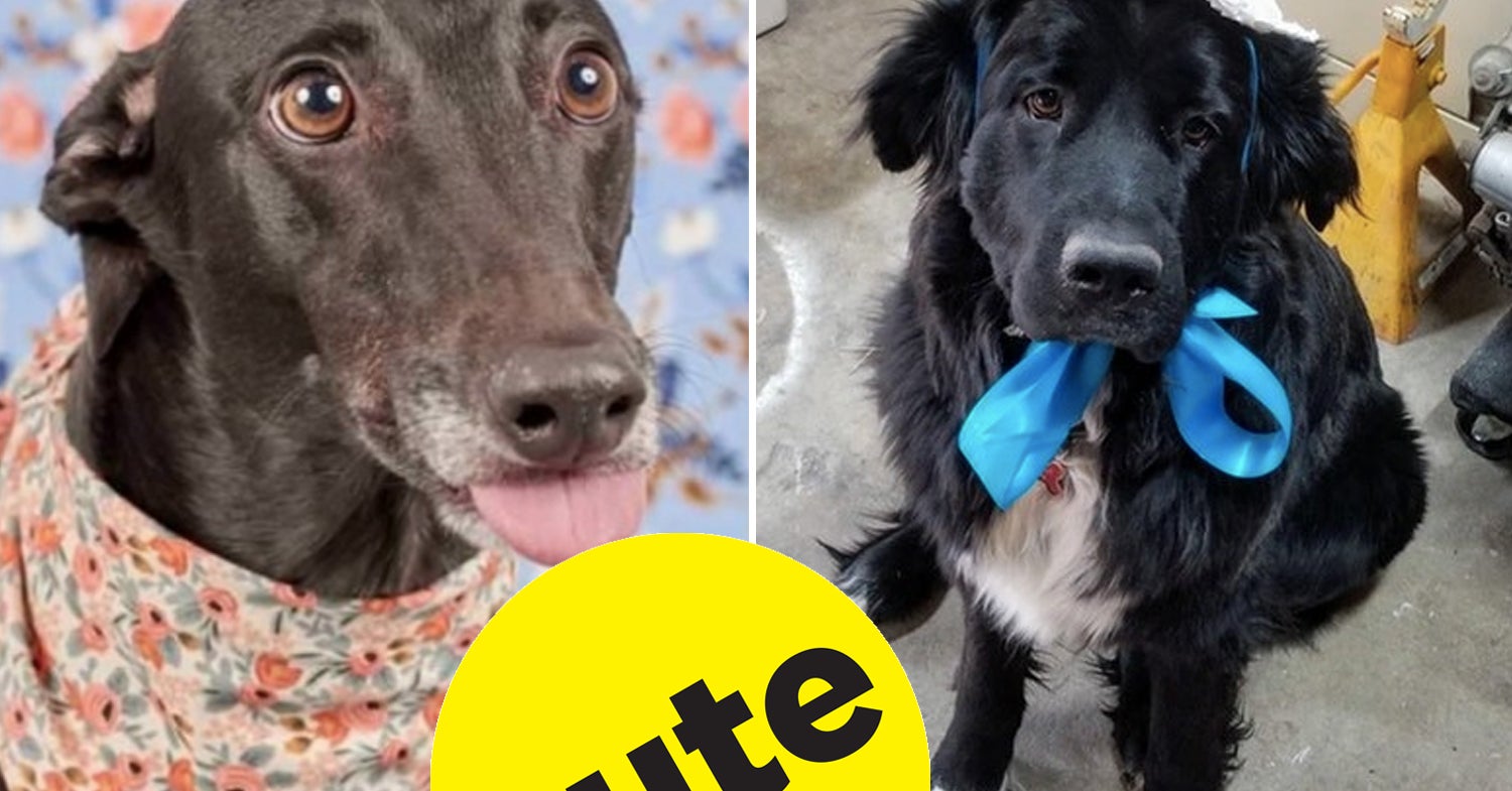 Here Are The 15 Goodest™ Dog Posts Of The Week