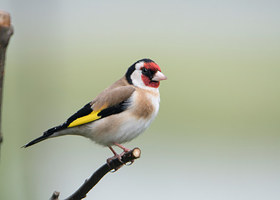 Can We Guess What Your Biggest Pet Peeve Is?