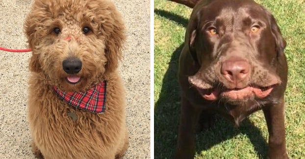10 Sweet, Pure Dogs Who Will Make You Feel Emotional, And 10 Hilarious ...