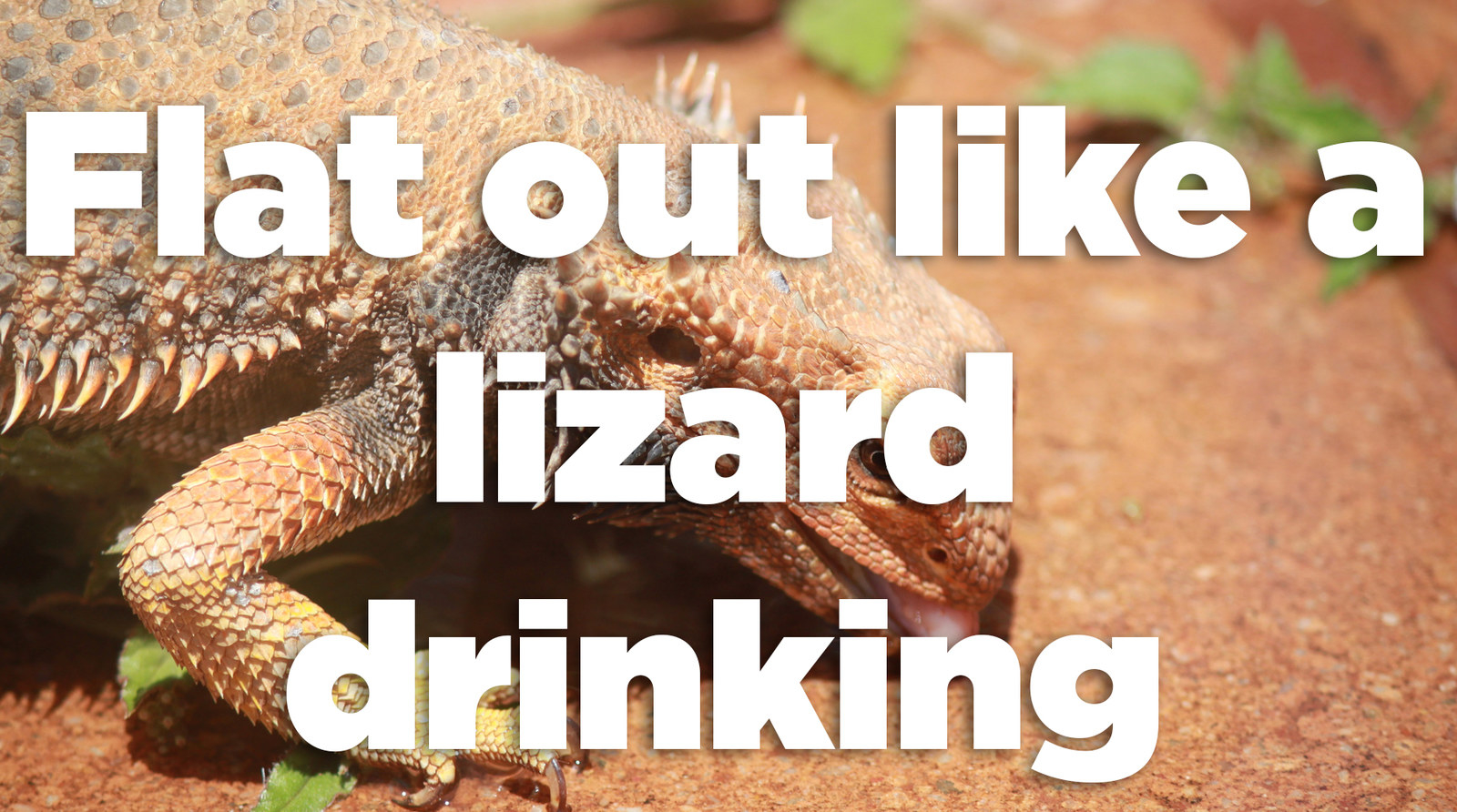 This Is What Happened When I Asked Americans To Guess Aussie Phrases