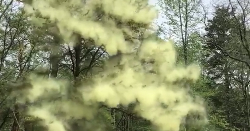 This Tree Exploding With Pollen Will Make People With Spring Allergies Weep