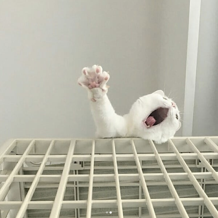 These Cute Illustrations Prove Cats Are Just Funny Little Shapes