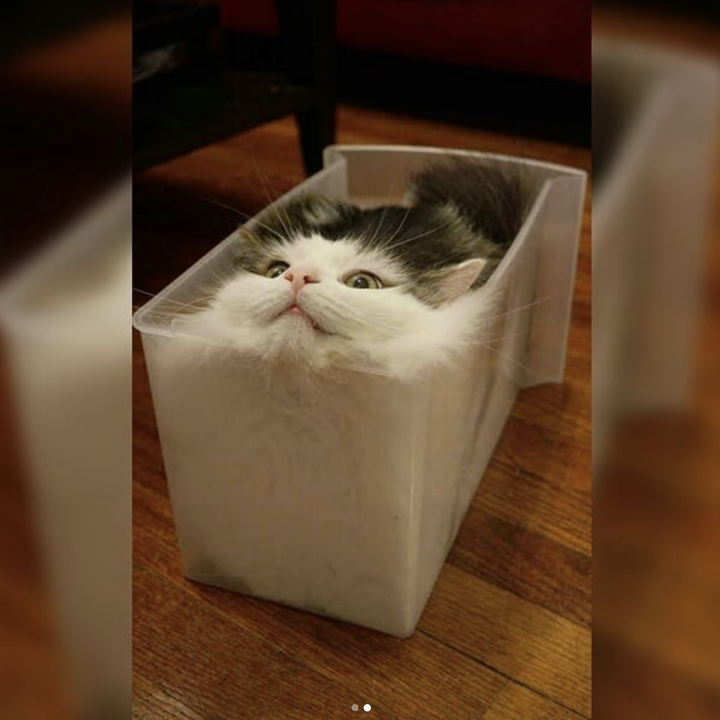 These Cute Illustrations Prove Cats Are Just Funny Little Shapes