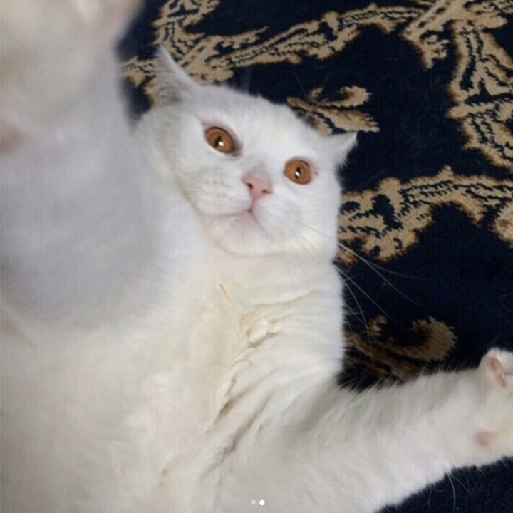 These Cute Illustrations Prove Cats Are Just Funny Little Shapes