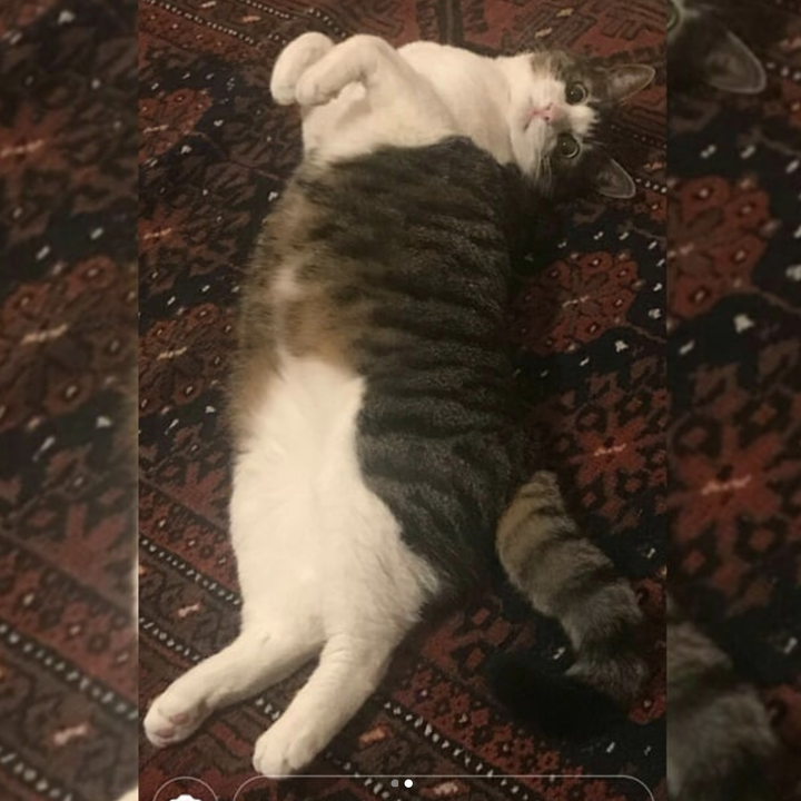 These Cute Illustrations Prove Cats Are Just Funny Little Shapes