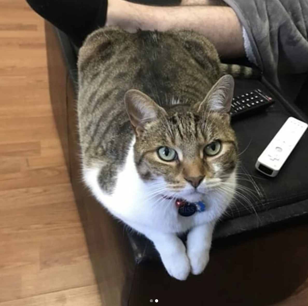 These Cute Illustrations Prove Cats Are Just Funny Little Shapes