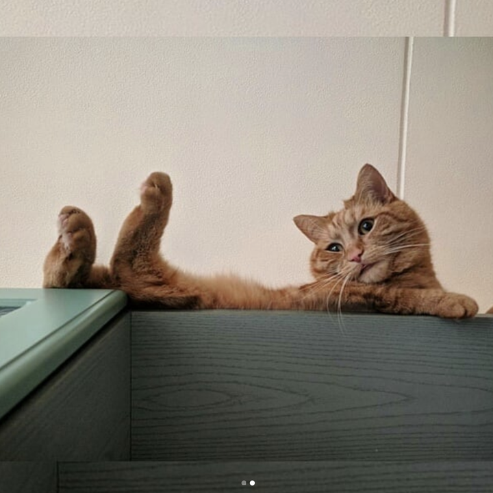 These Cute Illustrations Prove Cats Are Just Funny Little Shapes