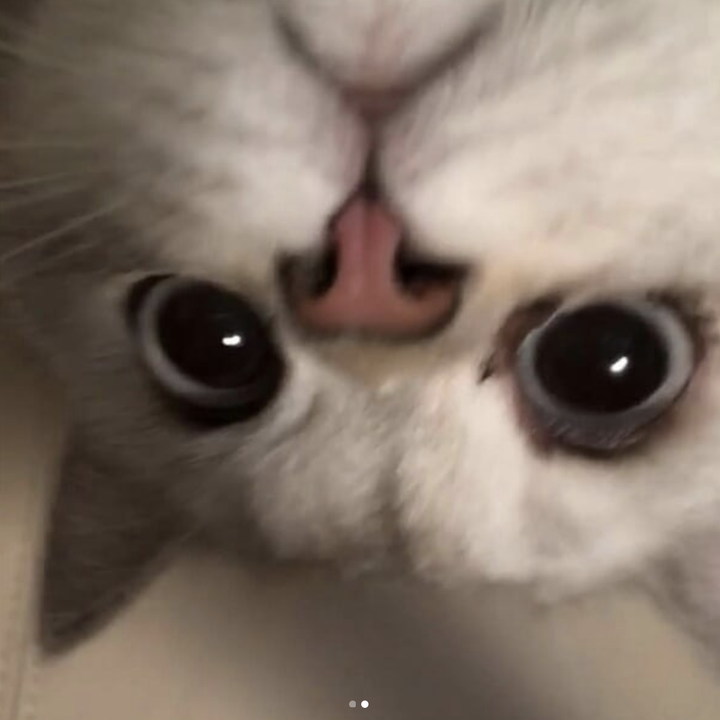 These Cute Illustrations Prove Cats Are Just Funny Little Shapes