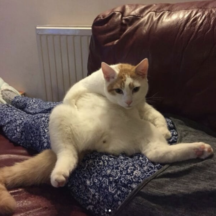 These Cute Illustrations Prove Cats Are Just Funny Little Shapes