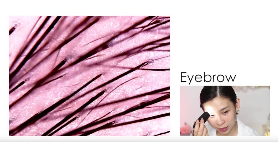 eyebrow under microscope