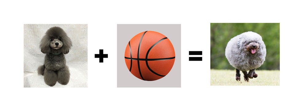 This Dog Is The Cutest, Roundest Pup And We Can Prove It Mathematically