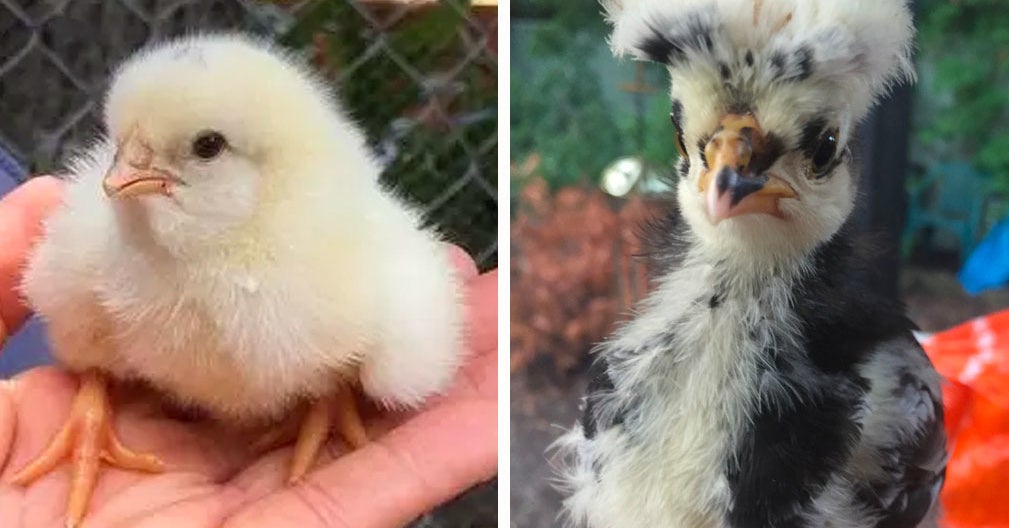 16 Of The Cutest Damn Chickens You've Ever Seen