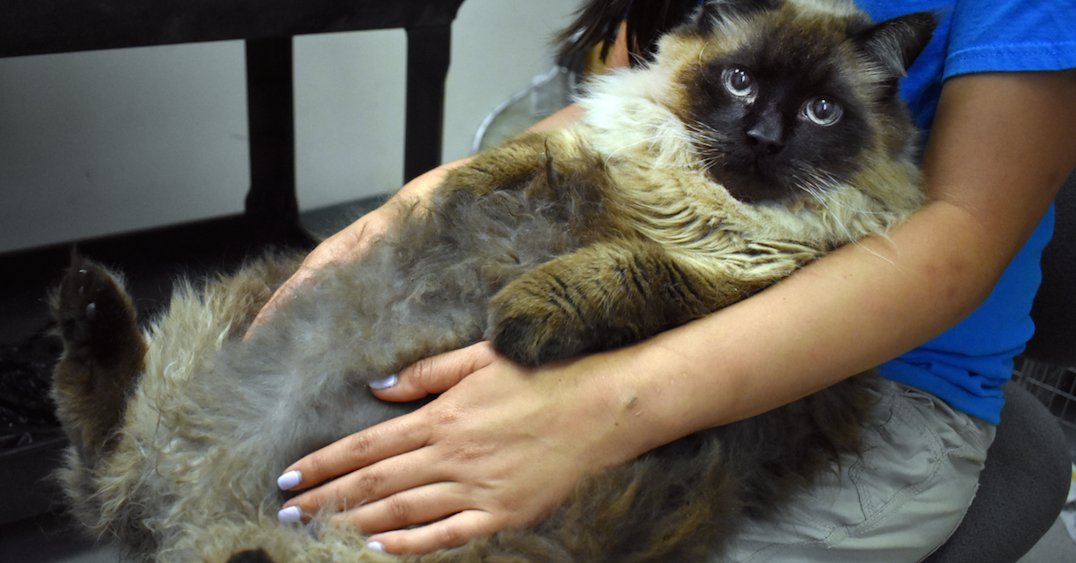 This 29-Pound Cat Is Up For Adoption And Oh My God He's So Huge