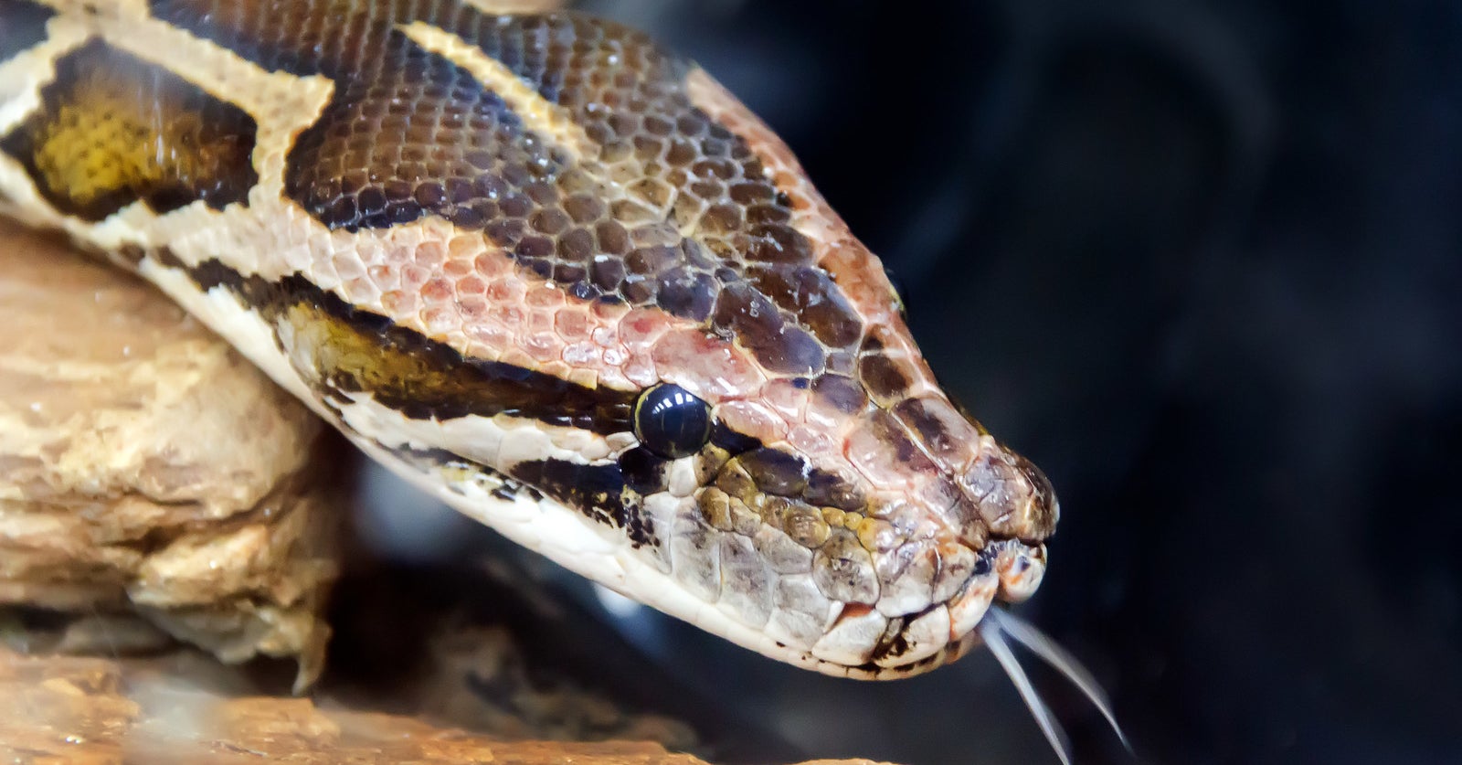 A 23-Foot-Long Python Swallowed A Woman Whole
