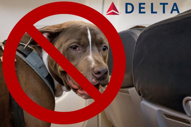 Does Delta Allow Pit Bulls