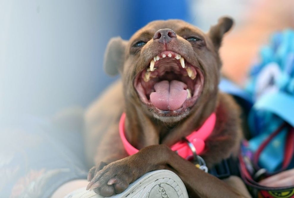 15 Photos Of The Most Adorable "Ugly" Dogs