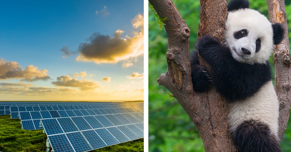 The World Is Getting Panda-Shaped Solar Farms Now. And They Are Even ...