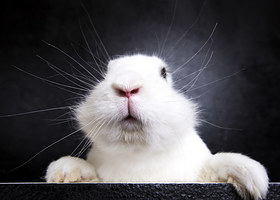 This Is The Cute Animals Poll You've Been Waiting For All Day