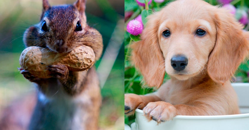 This Is The Cute Animals Poll You've Been Waiting For All Day