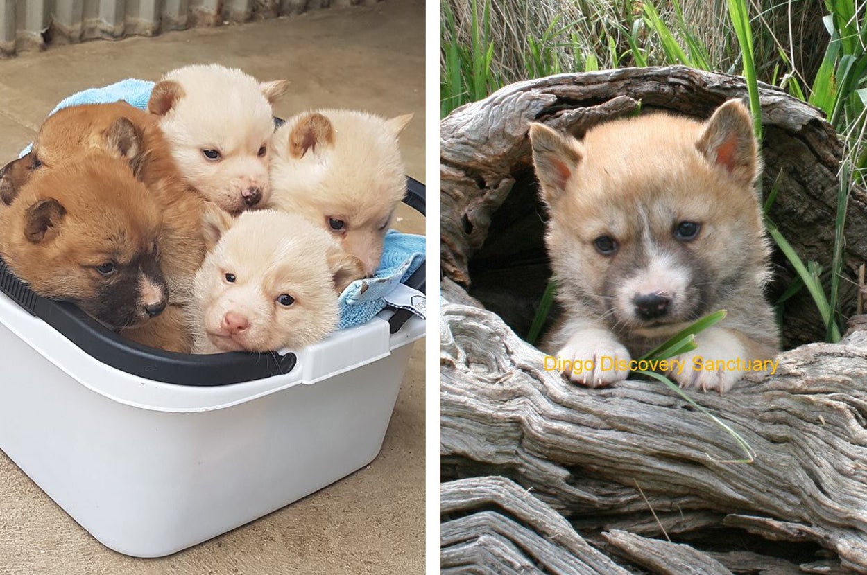 dingo pups development