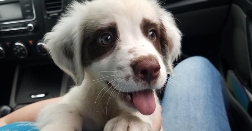 19 Really Cute Things You Should Probably Look At