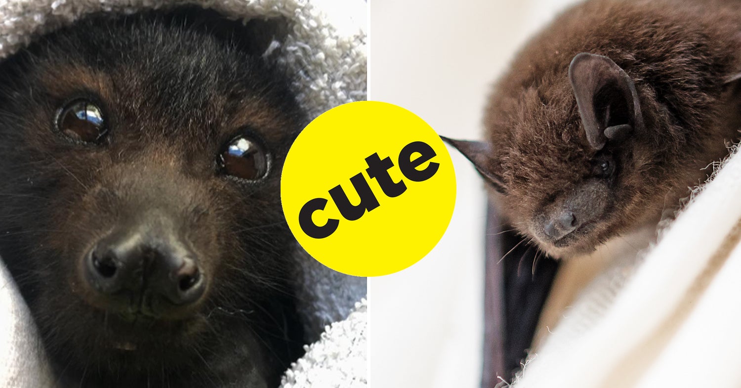 17 Reasons Why Bats Are Actually The Cutest Animals Of All Time